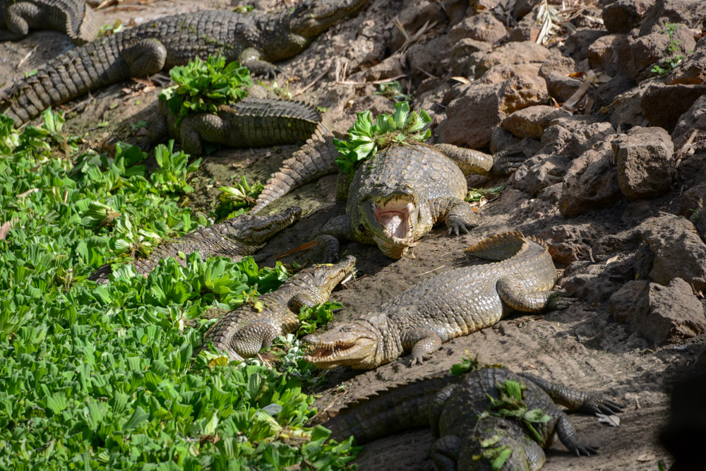 Krokodillen aaien bij de Kachikally Crocodile Pool | THE GAMBIA SANTOSU ...